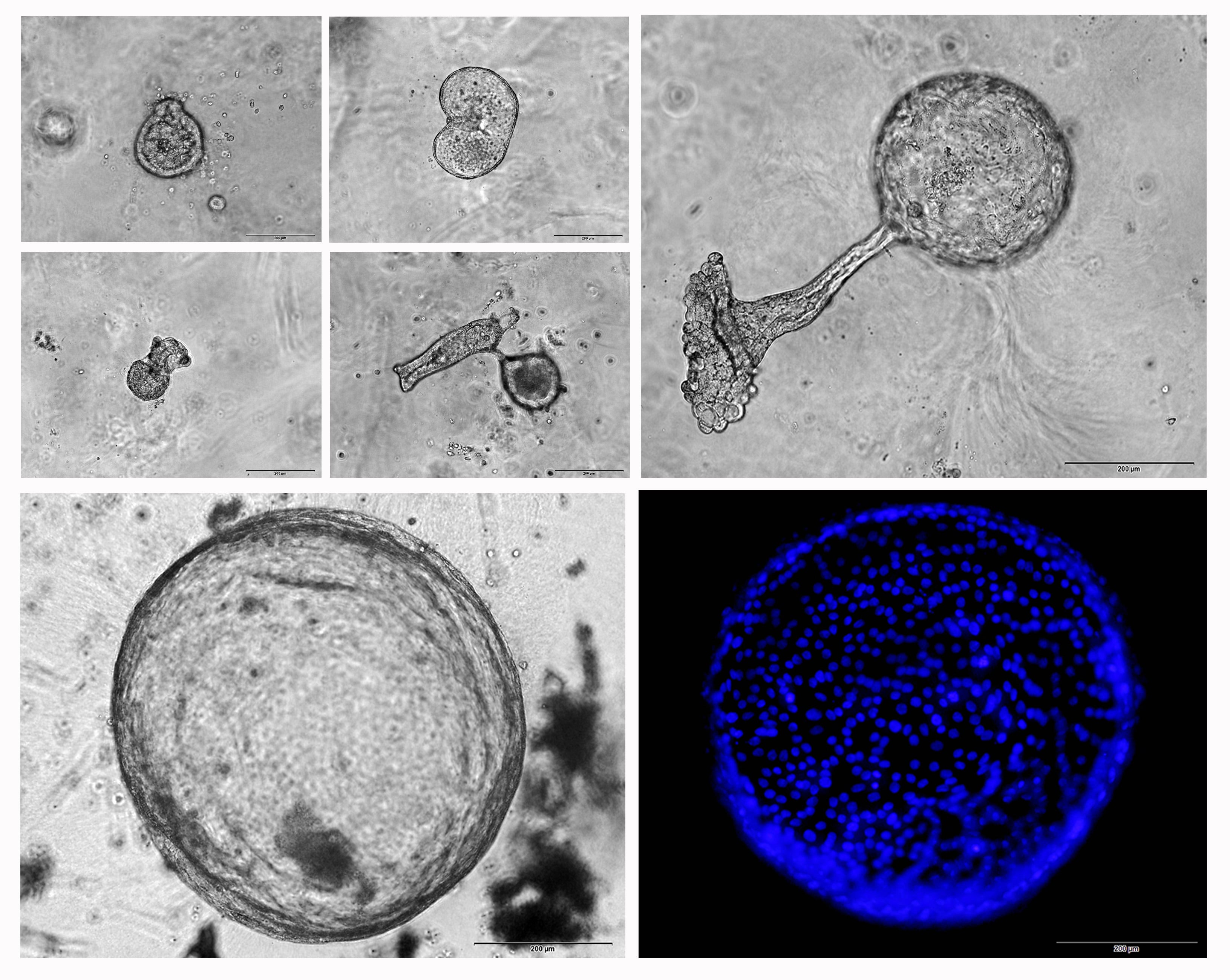 Endocrine Images Award Winners | Endocrine Society