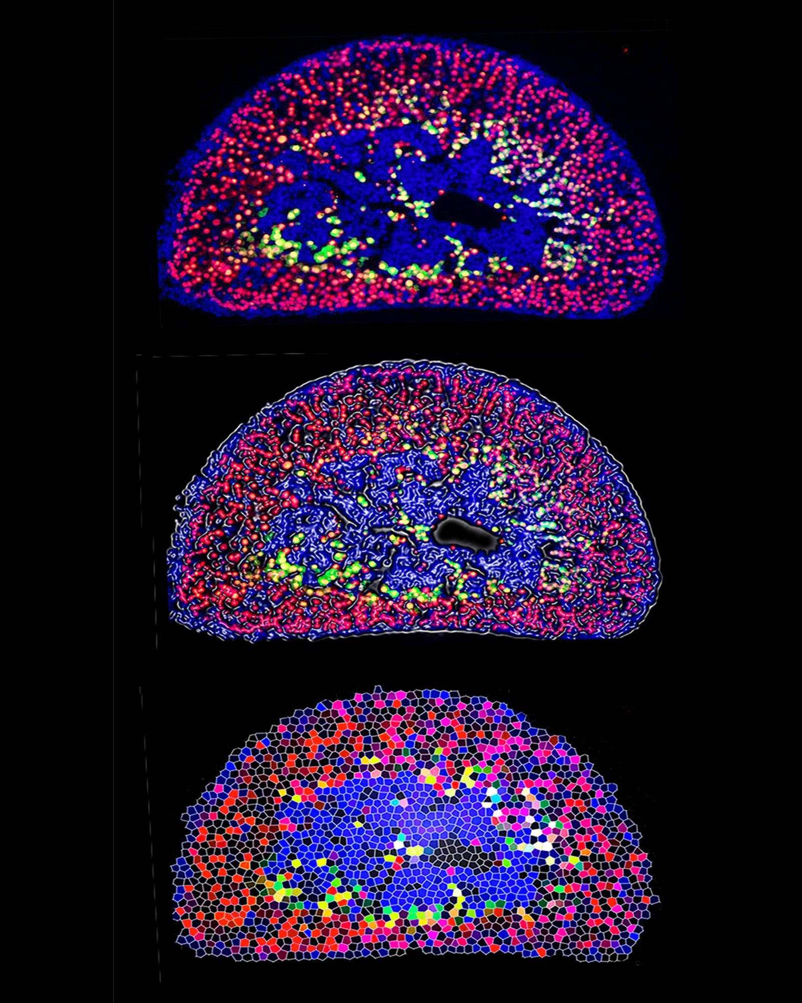 Endocrine Images Award Winners | Endocrine Society