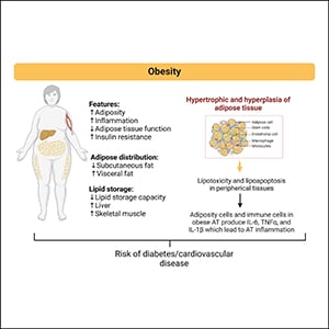 Adipose Tissue Dysfunction and the Role of Adipocyte-Derived ...
