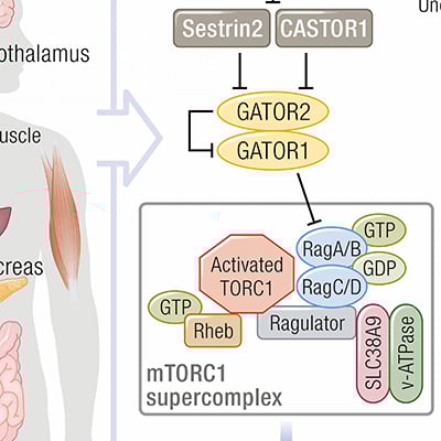 Amino Acid Sensing in Metabolism | Endocrine Society
