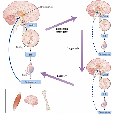 Androgen Misuse and Abuse | Endocrine Society