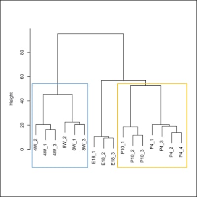 Brown Adipose Tissue Development Over Time | Endocrine Society