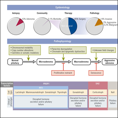 Clinical Biology of the Pituitary Adenoma | Endocrine Society