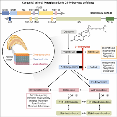 Congenital Adrenal Hyperplasia | Endocrine Society