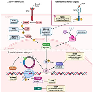 Emerging Mechanisms of Therapy Resistance in Metastatic ER+ Breast ...