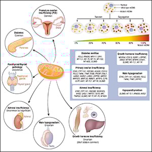 Endocrine Dysfunction in Primary Mitochondrial Diseases | Endocrine Society
