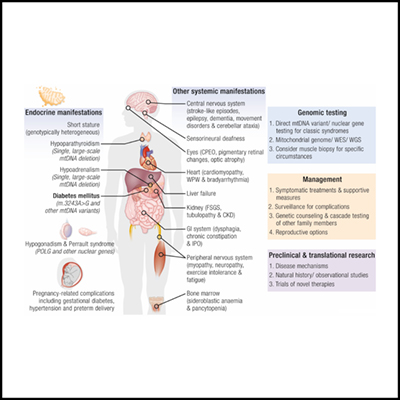 Endocrine System Diseases Chart