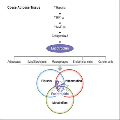 Endotrophin and Fibroinflammatory Disease | Endocrine Society