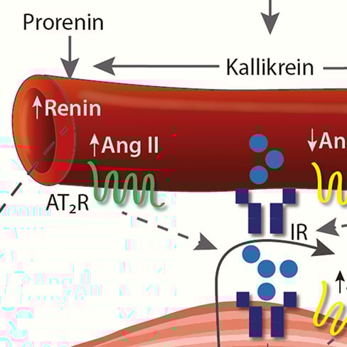 Exercise Raises Muscle Insulin Action Via Ang 1-7 | Endocrine Society
