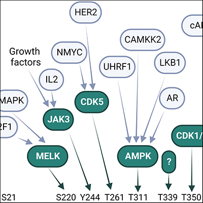 EZH2 in Lineage Plasticity in Prostate Cancer | Endocrine Society
