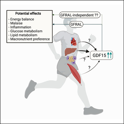 GDF15 in Appetite and Exercise | Endocrine Society