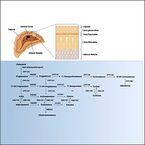 Genetics in Congenital Adrenal Hyperplasia Due to 21-Hydroxylase Deficiency and Clinical ...