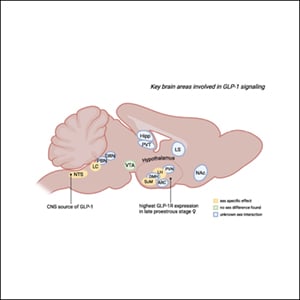 GLP-1 and Its Analogs | Endocrine Society