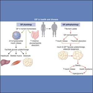 Glucose-Dependent Insulinotropic Polypeptide in Incretin Physiology ...