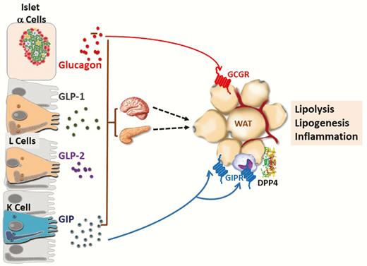 Proglucagon-Derived Peptides Glucose-Dependent Insulinotropic ...