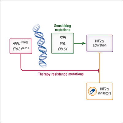 HIF2α Inhibitor in Tumor Hypoxia | Endocrine Society