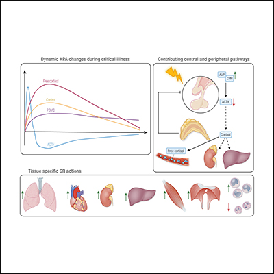 Hypothalamus-Pituitary-Adrenocortical Response to Critical Illness ...