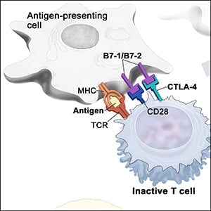 Immune Checkpoint Inhibitor Endocrinopathies | Endocrine Society