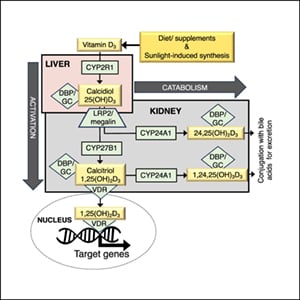 Interindividual Genetic Differences Drive Discordance Between Serum ...