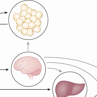 Leptin and Metabolism | Endocrine Society