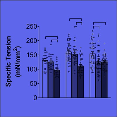 Low-Dose Hormone Receptor Agonist and Skeletal Muscle | Endocrine Society