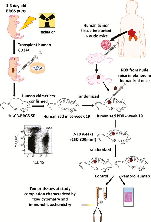 Development of an Adrenocortical Cancer Humanized Mouse Model to ...