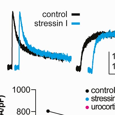 Mechanisms of CRH Action on GnRH Neurons | Endocrine Society