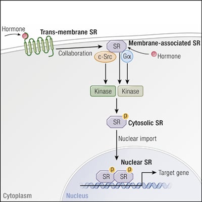 Steroid Hormone Mechanism