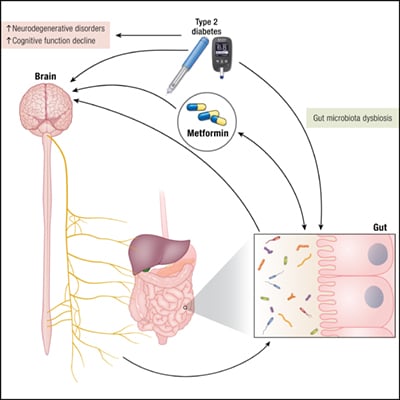 Gut Microbiota Function