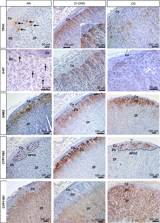 Illicit Upregulation of Serotonin Signaling Pathway in Adrenals of ...