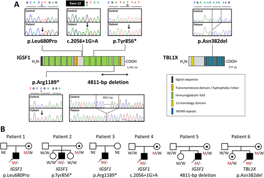 Genetics of Congenital Isolated TSH Deficiency: Mutation Screening of ...