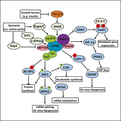 mTOR Resistance and Therapies | Endocrine Society