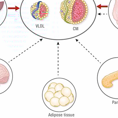 Multiorgan Coordination of Lipoprotein Secretion | Endocrine Society