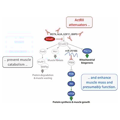 Myostatin Pathway