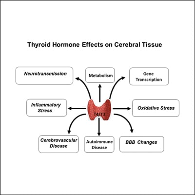 Neuropsychiatric Manifestations of Thyroid Disease | Endocrine Society