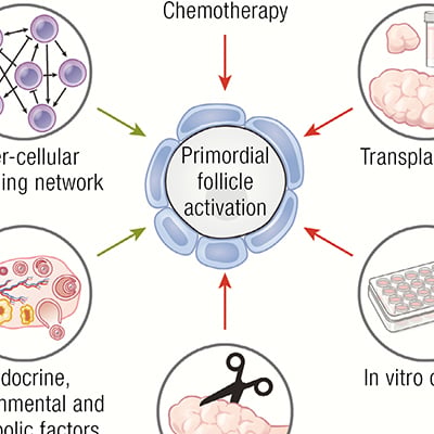 Nonphysiological Primordial Follicle Activation | Endocrine Society