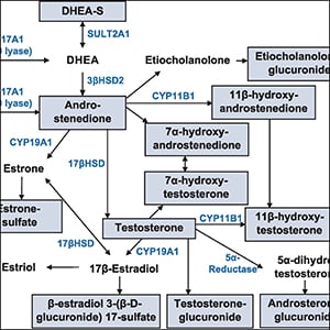Plasma Steroid Profiles in Individuals With Class II/III Obesity ...