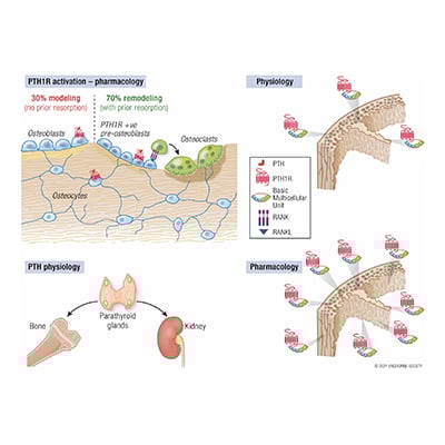 PTH and PTHrP in Physiology and Pharmacology | Endocrine Society