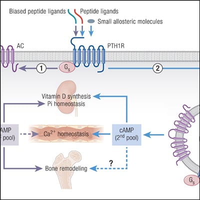 PTH/PTHrP Class B GPCR | Endocrine Society
