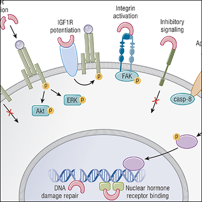 Signaling Pathways of the IGFBPs | Endocrine Society