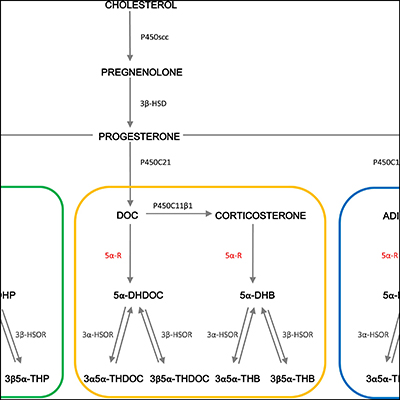 Steroids: Aging and Stroke Effects | Endocrine Society