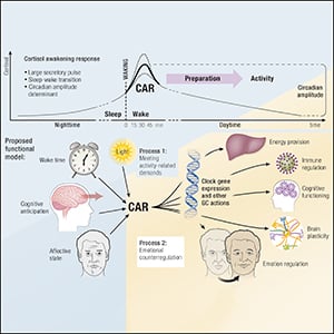 The Cortisol Awakening Response | Endocrine Society