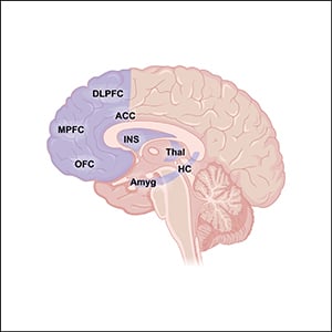 The Hypothalamic-Pituitary-Ovarian Axis, Ovarian Disorders, and Brain ...