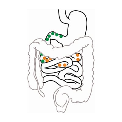 The Role of Incretins on Insulin Action | Endocrine Society