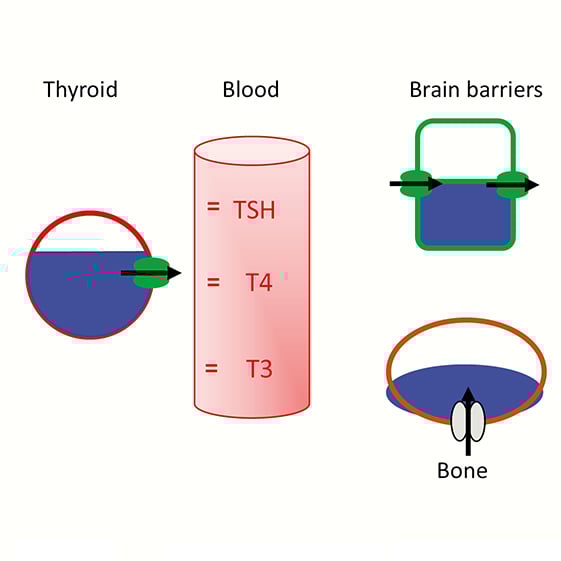 Thyroid Hormone Transporters | Endocrine Society