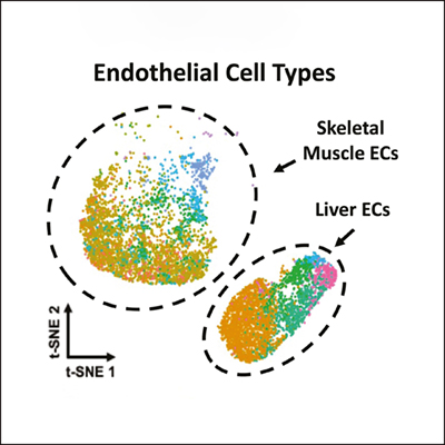Trans-Endothelial Insulin Transport | Endocrine Society