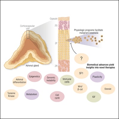 Update on Adrenocortical Carcinomas: Biology, Genomics, Therapies ...