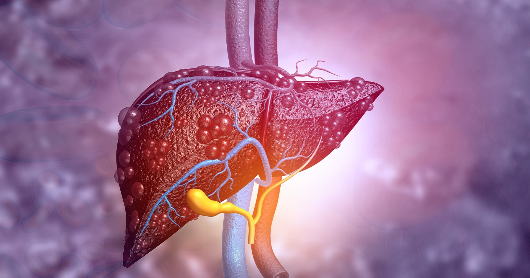 Endocrine related Organs And Hormones Endocrine Society
